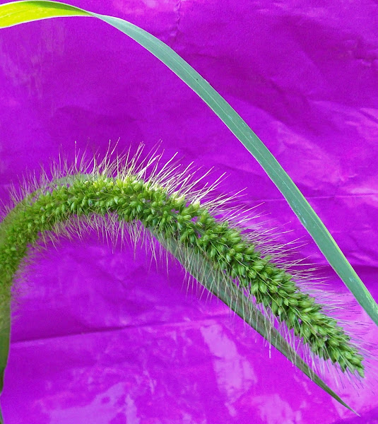 Bristly Foxtail | Project Noah