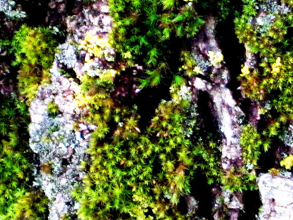 Water Moss | Project Noah