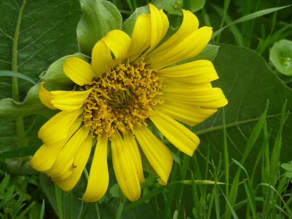 Mules ears | Project Noah