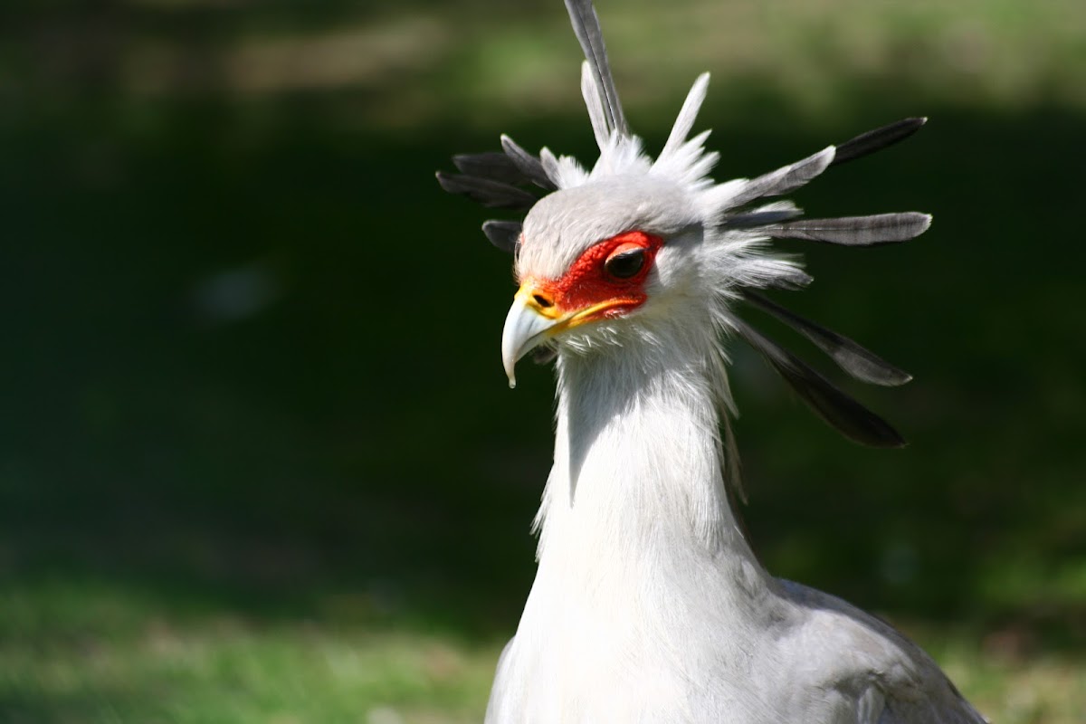 Secretarybird | Project Noah