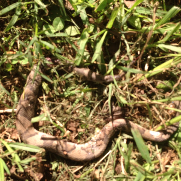 Copperhead | Project Noah