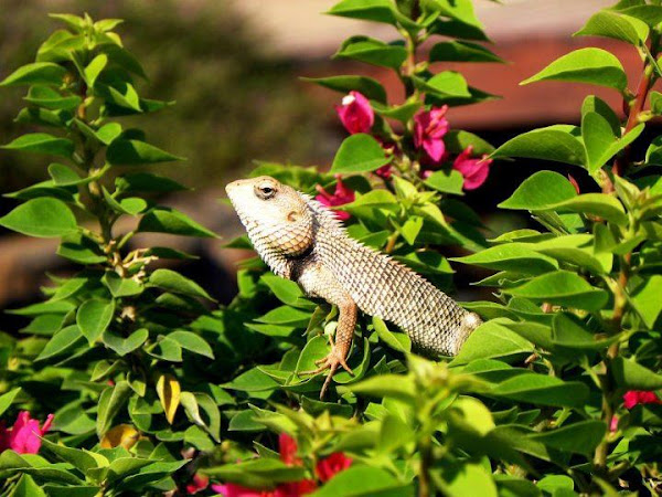Oriental Garden Lizard | Project Noah