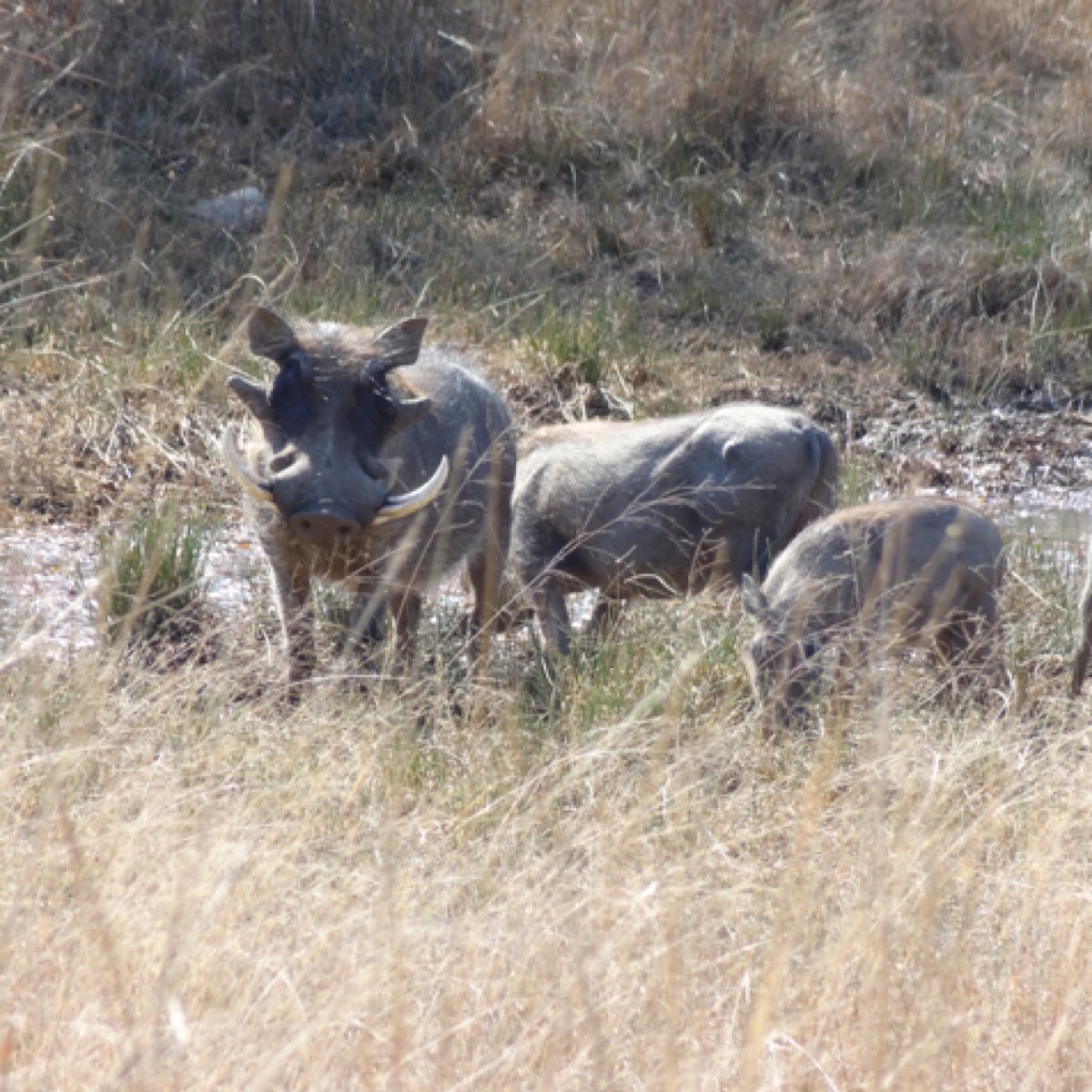 Warthog | Project Noah