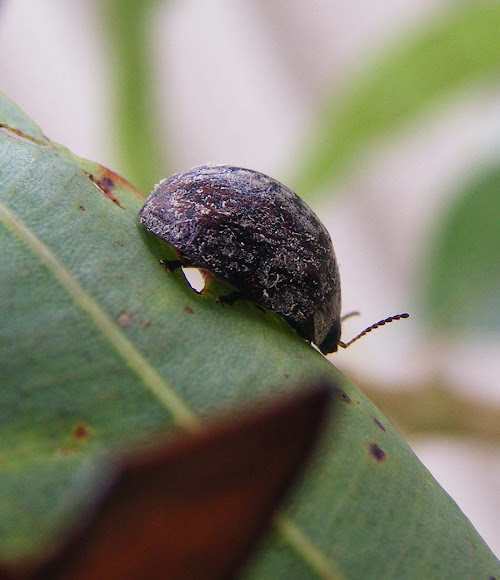 Gum Nut Leaf Beetle | Project Noah