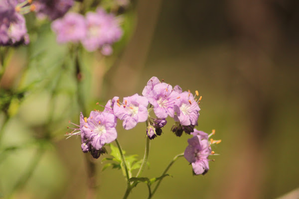 Fernleaf Phacelia | Project Noah