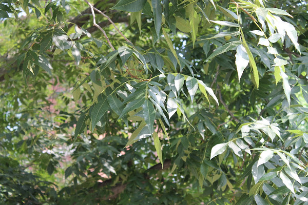 hican | Project Noah