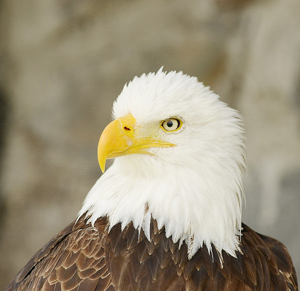 bald eagle | Project Noah