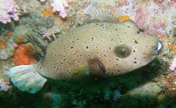 Immaculate pufferfish | Project Noah