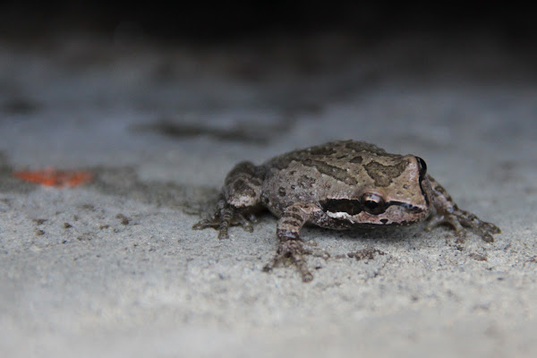 Baja California Tree Frog | Project Noah