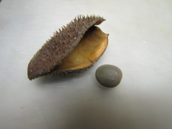 Nickernut | Project Noah