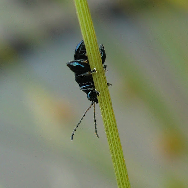 Metallic blue flea beetle | Project Noah