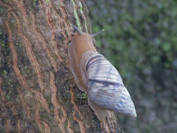 Jamaican Tree Snail | Project Noah