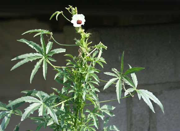 Cannibis-leaved Hibiscus, Kenaf, Brown hemp | Project Noah