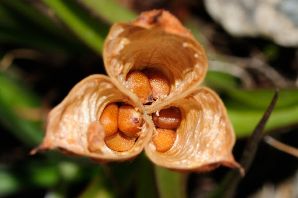 Liliaceae capsule | Project Noah