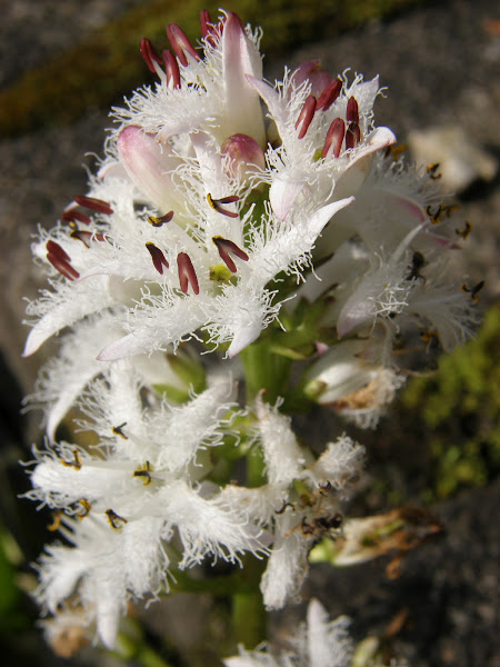 Bog-bean | Project Noah