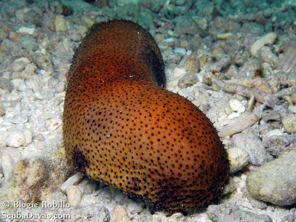 Brown Sandfish Sea Cucumber | Project Noah