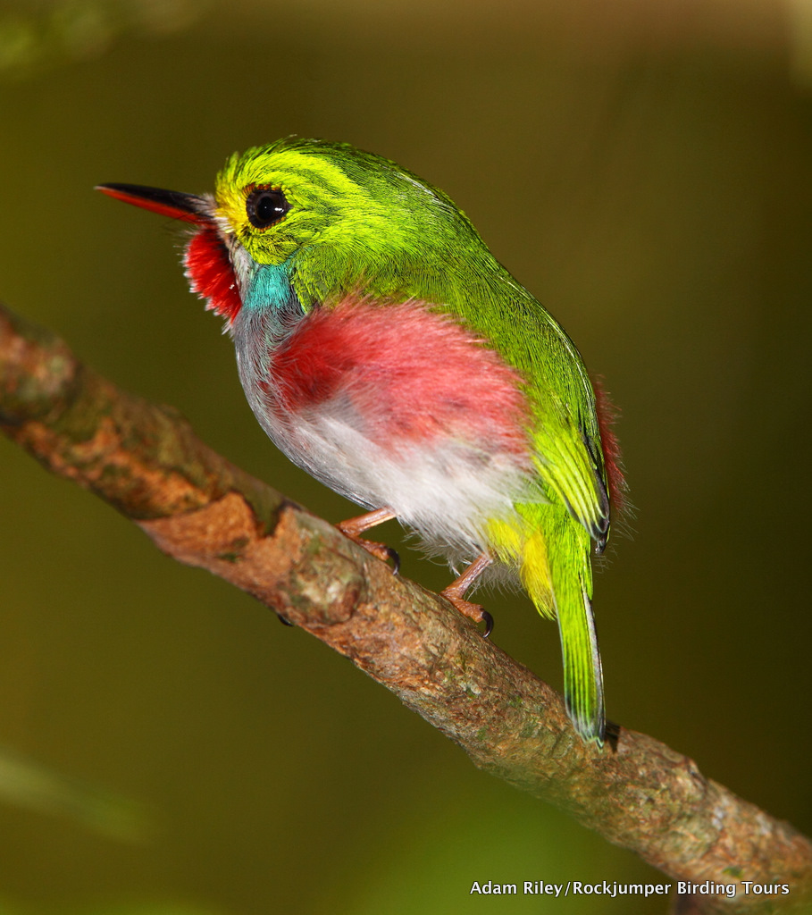 Cuban Tody | Project Noah