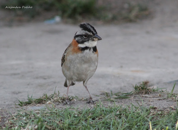 Copetón común / Rufous-collared sparrow | Project Noah
