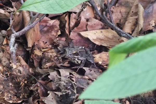 Common frog | Project Noah