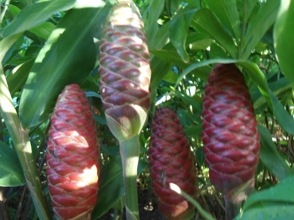 Beehive Ginger | Project Noah