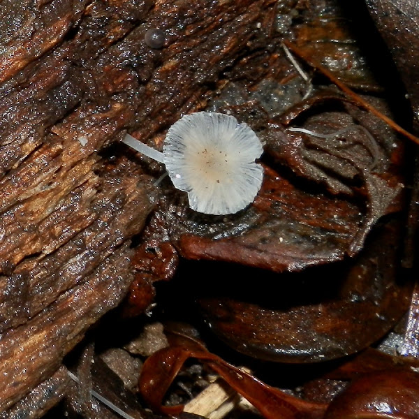 Bonnet fungus | Project Noah