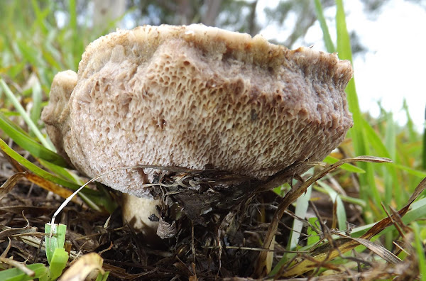 Red-staining Stalked Polypore Fungi | Project Noah