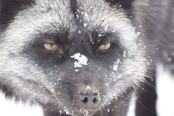 Silver Fox | Project Noah