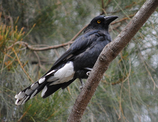 Pied Currawong | Project Noah