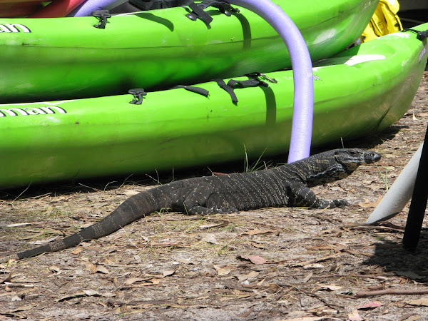 Lace Monitor | Project Noah