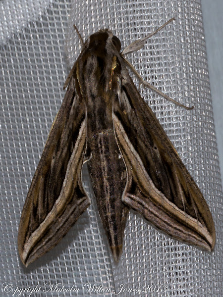 Silver-striped Hawk Moth | Project Noah