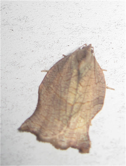 Omnivorous Leafroller | Project Noah