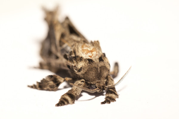 Carpenter Moth | Project Noah