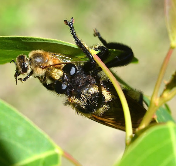 Robber fly (bumble bee mimic) | Project Noah