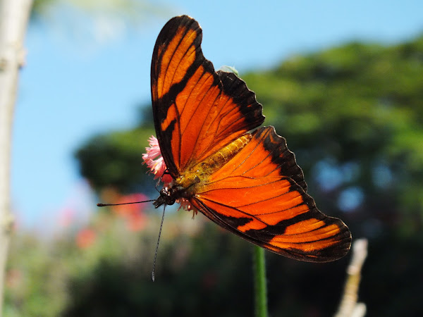 Juno Longwing or Juno Silverspot | Project Noah