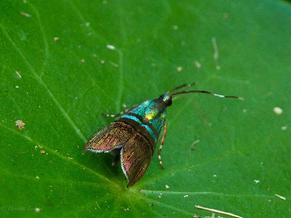 Metalmark Moth | Project Noah