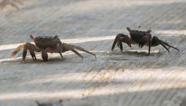Mangrove Tree Crab | Project Noah