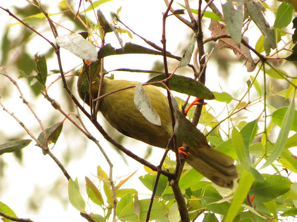 Bell Miner | Project Noah