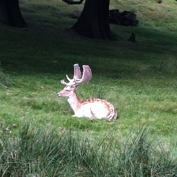 Fallow deer | Project Noah