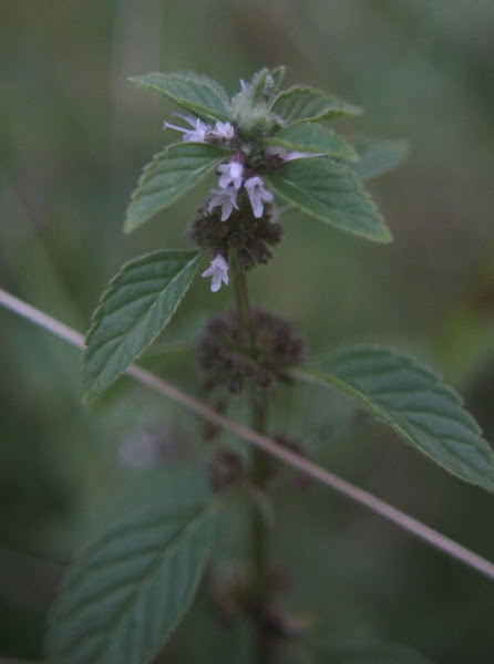 American Wild Mint | Project Noah