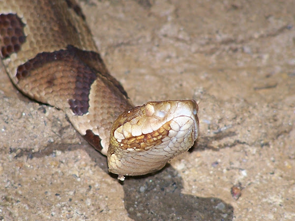 Copperhead | Project Noah