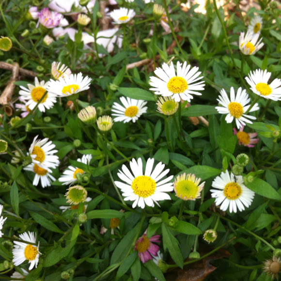 Seaside Daisy | Project Noah