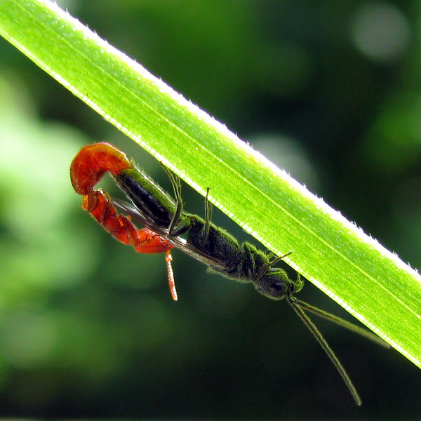 Bethylidae Wasp | Project Noah