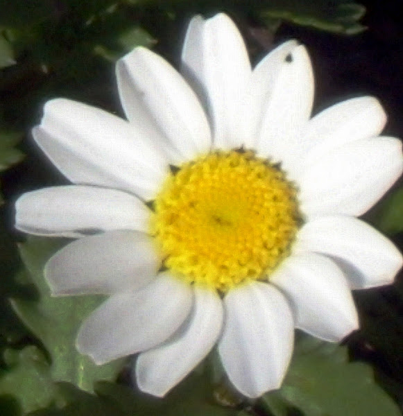 English Daisy | Project Noah