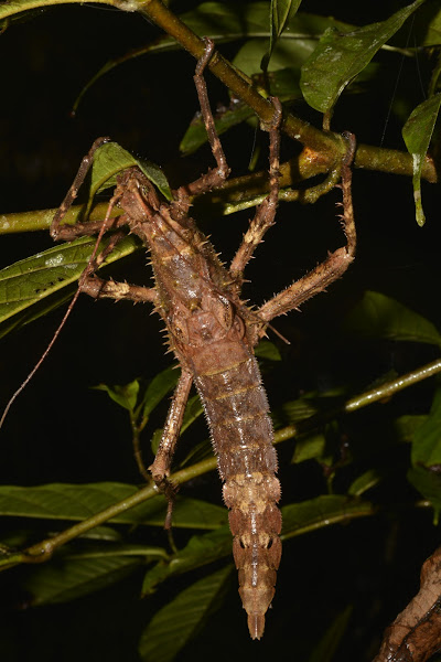 Spiny Stick Insect, Phasmid | Project Noah