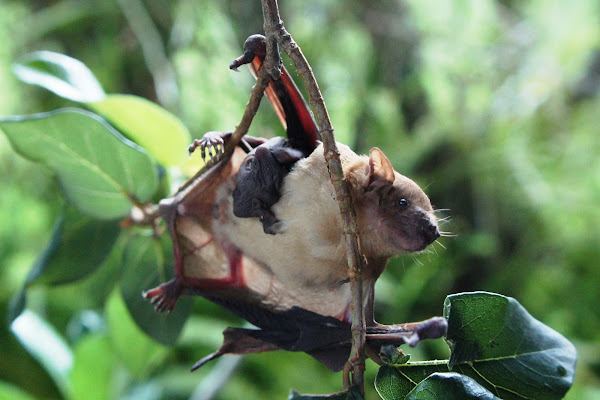 Lesser Asiatic Yellow House Bat (with Pup) | Project Noah