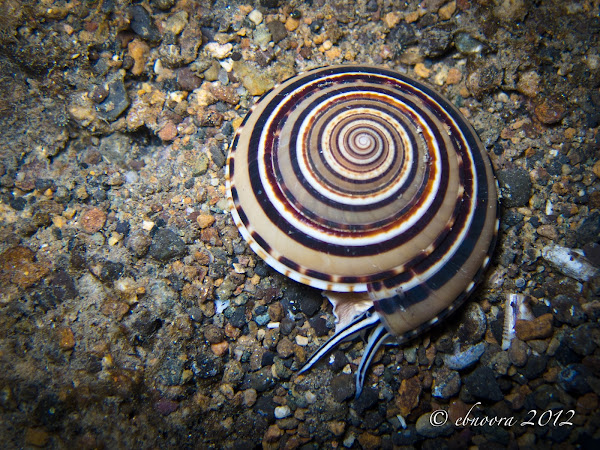 Clear Sundial Snail, Perspective Sundial Snail | Project Noah