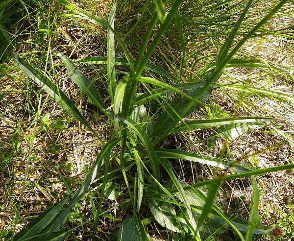 Round-headed Rampion | Project Noah