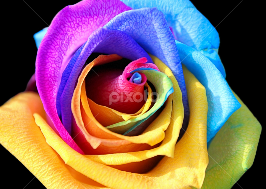 Real Pretty Rainbow Flowers