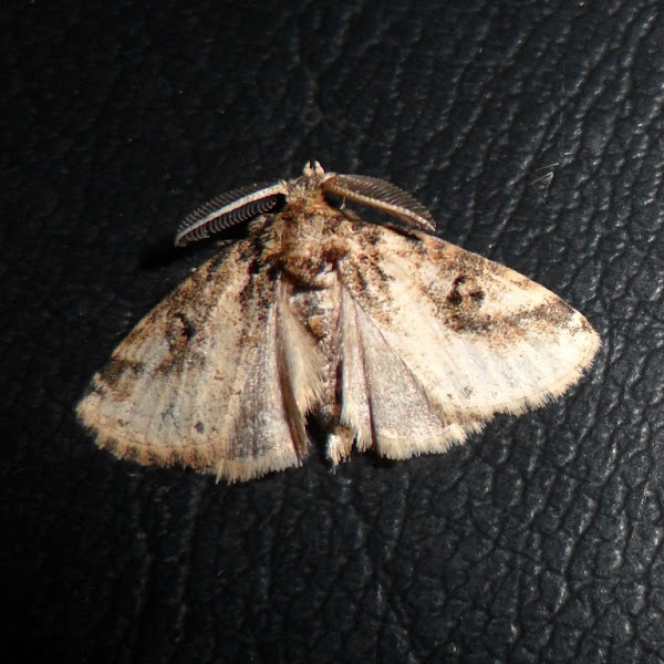 Limacodid Moth | Project Noah