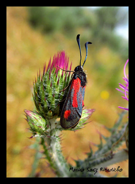 Zygaena sp. | Project Noah